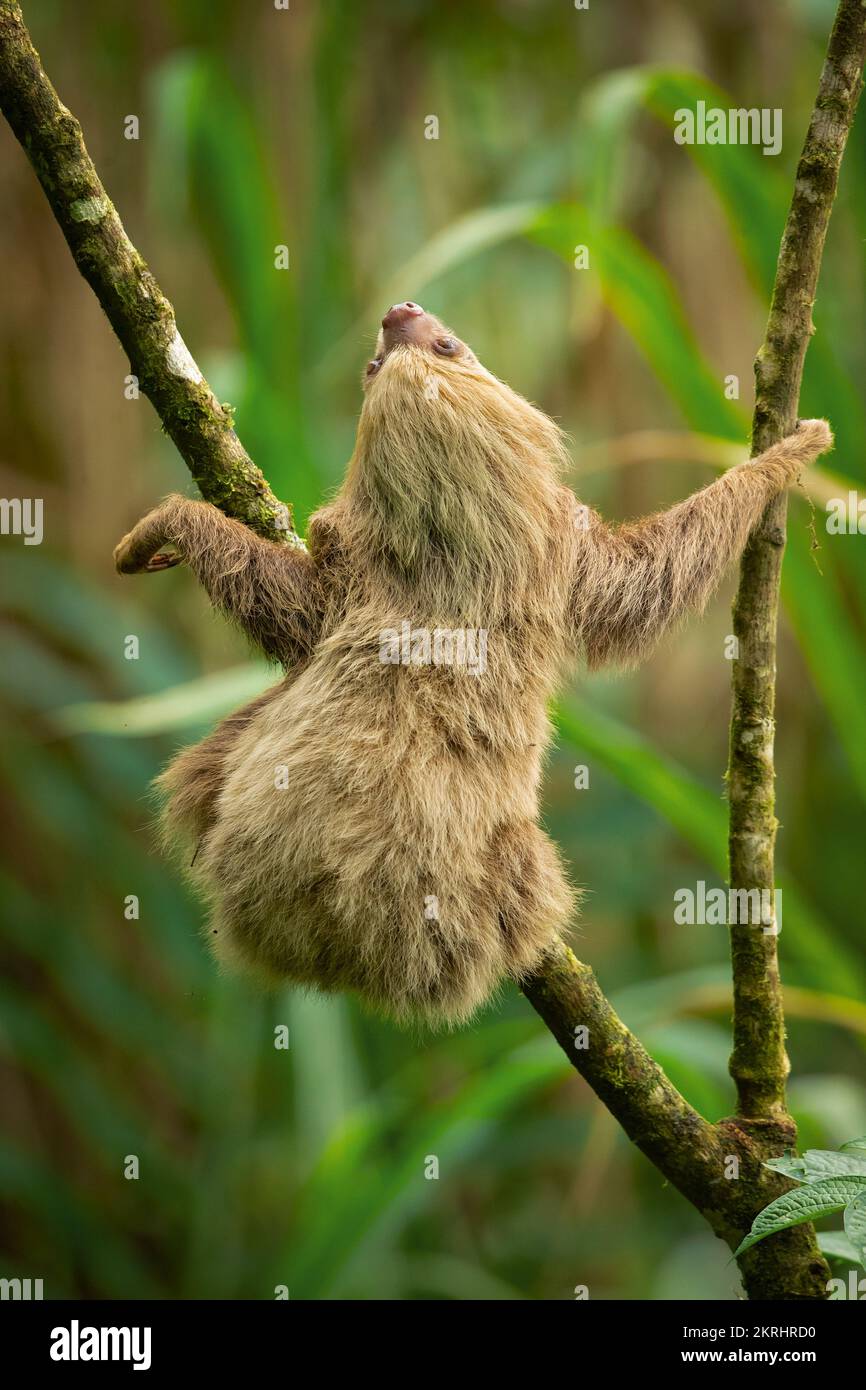 Hoffmann's two-toed sloth Stock Photo - Alamy