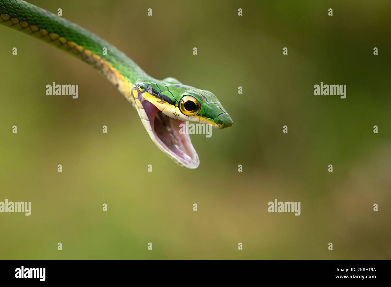 Parrot snake leptophis ahaetulla hi-res stock photography and images ...