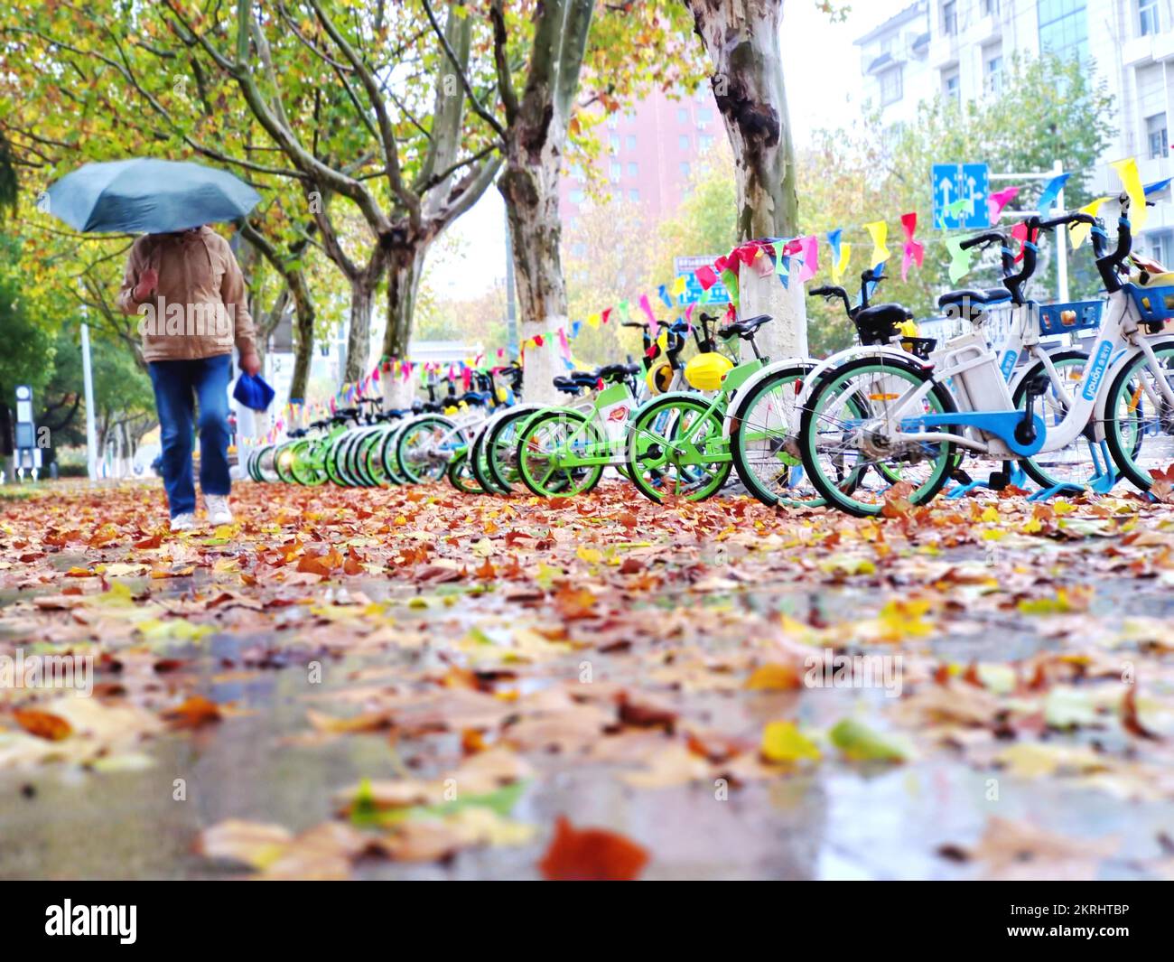 Leaves fell all over the ground after the cold wave in Nantong City ...