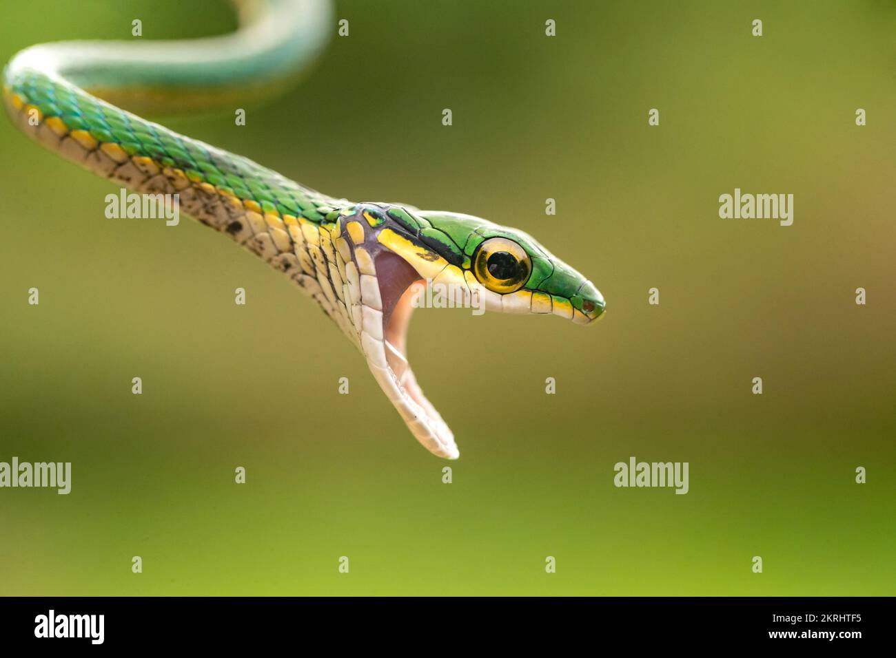 Parrot snake leptophis ahaetulla hi-res stock photography and images ...