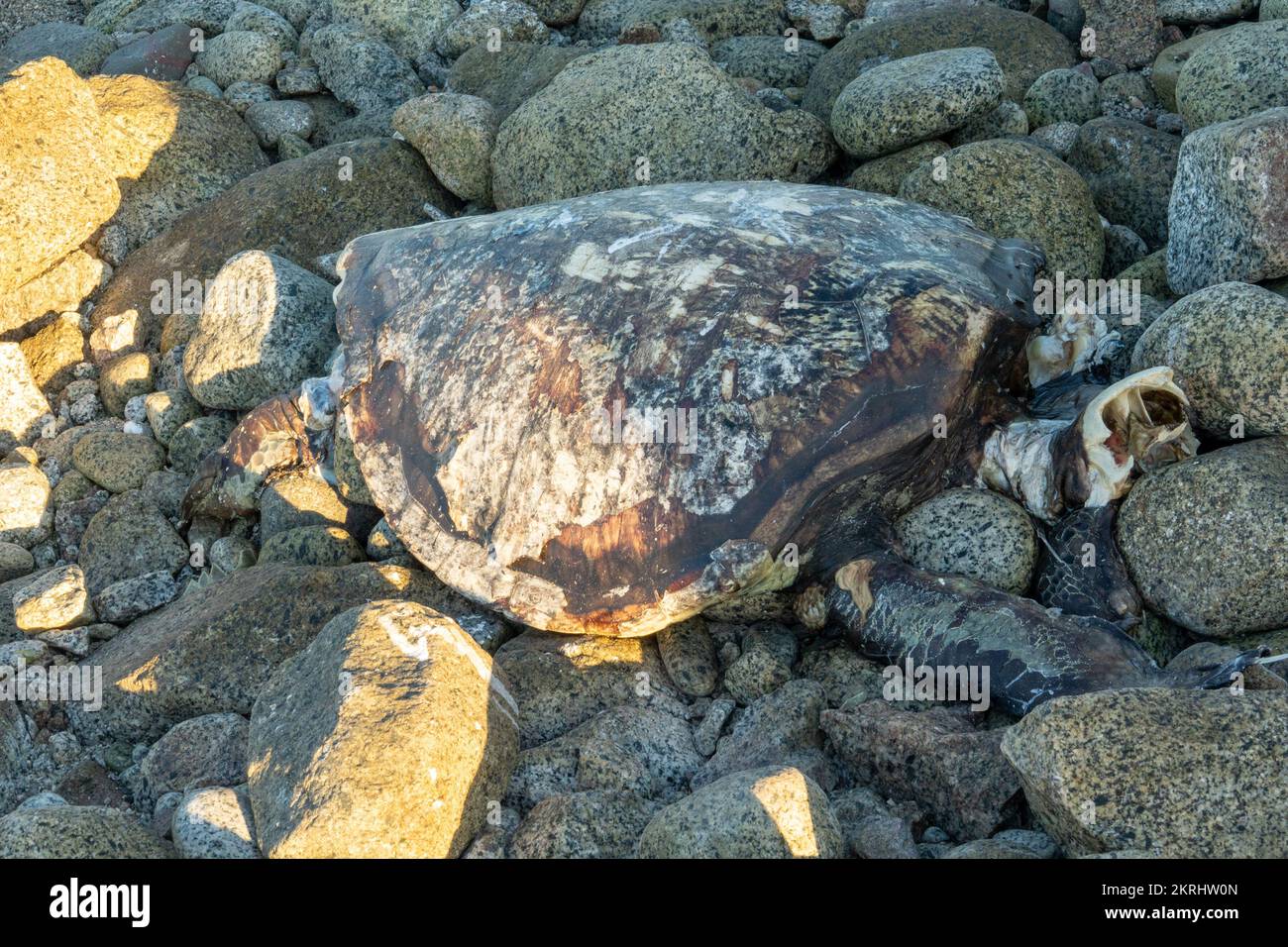 Dead turtle mexico Stock Photo - Alamy