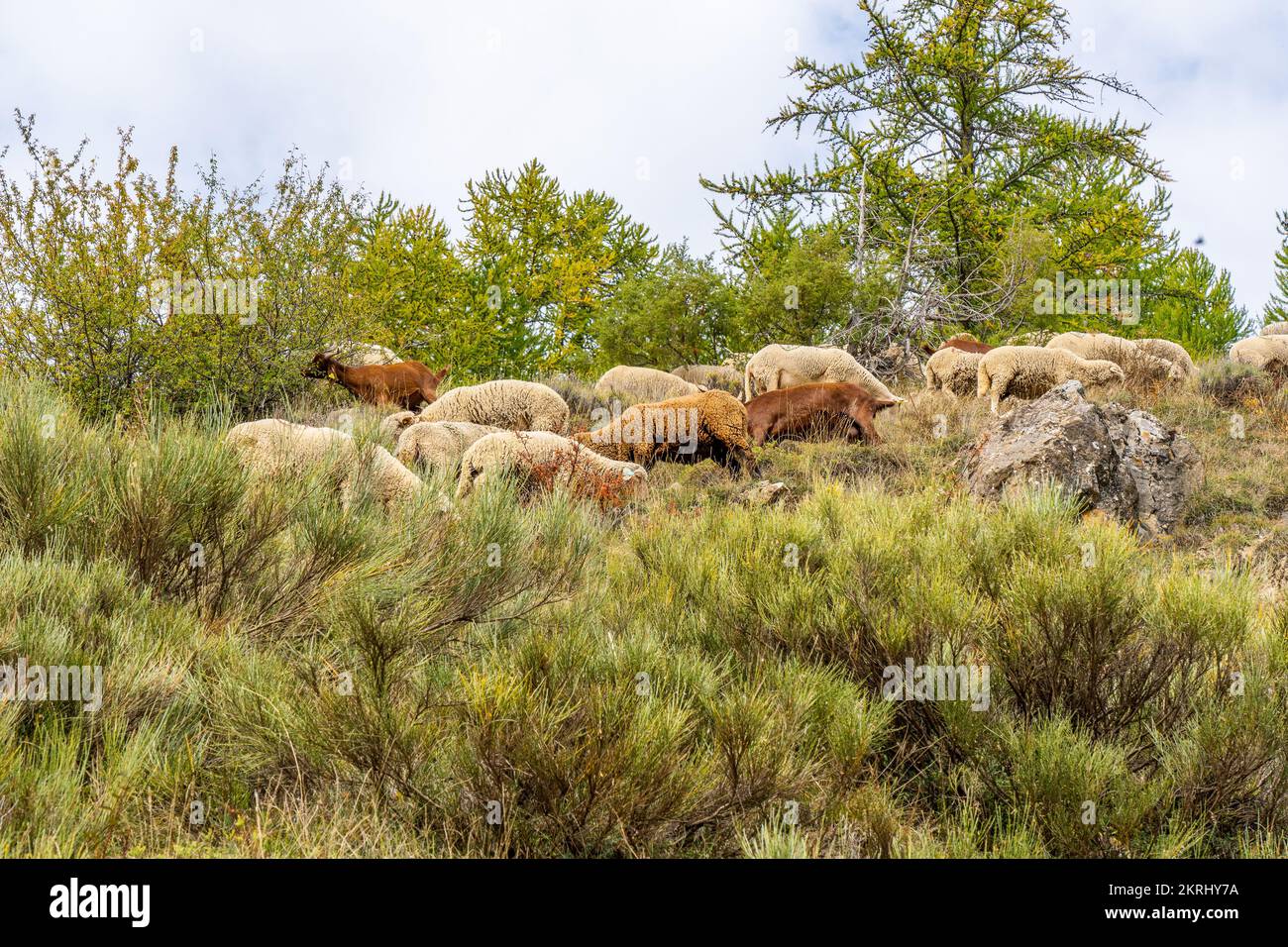 Flock of sheep graze on the a pasture in the highlands, in the fall ...