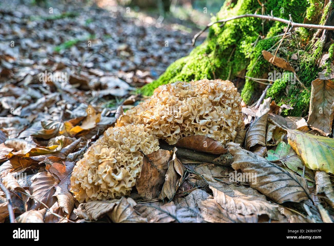 Sparassis crispa is a species of fungus in the genus Sparassis. In ...