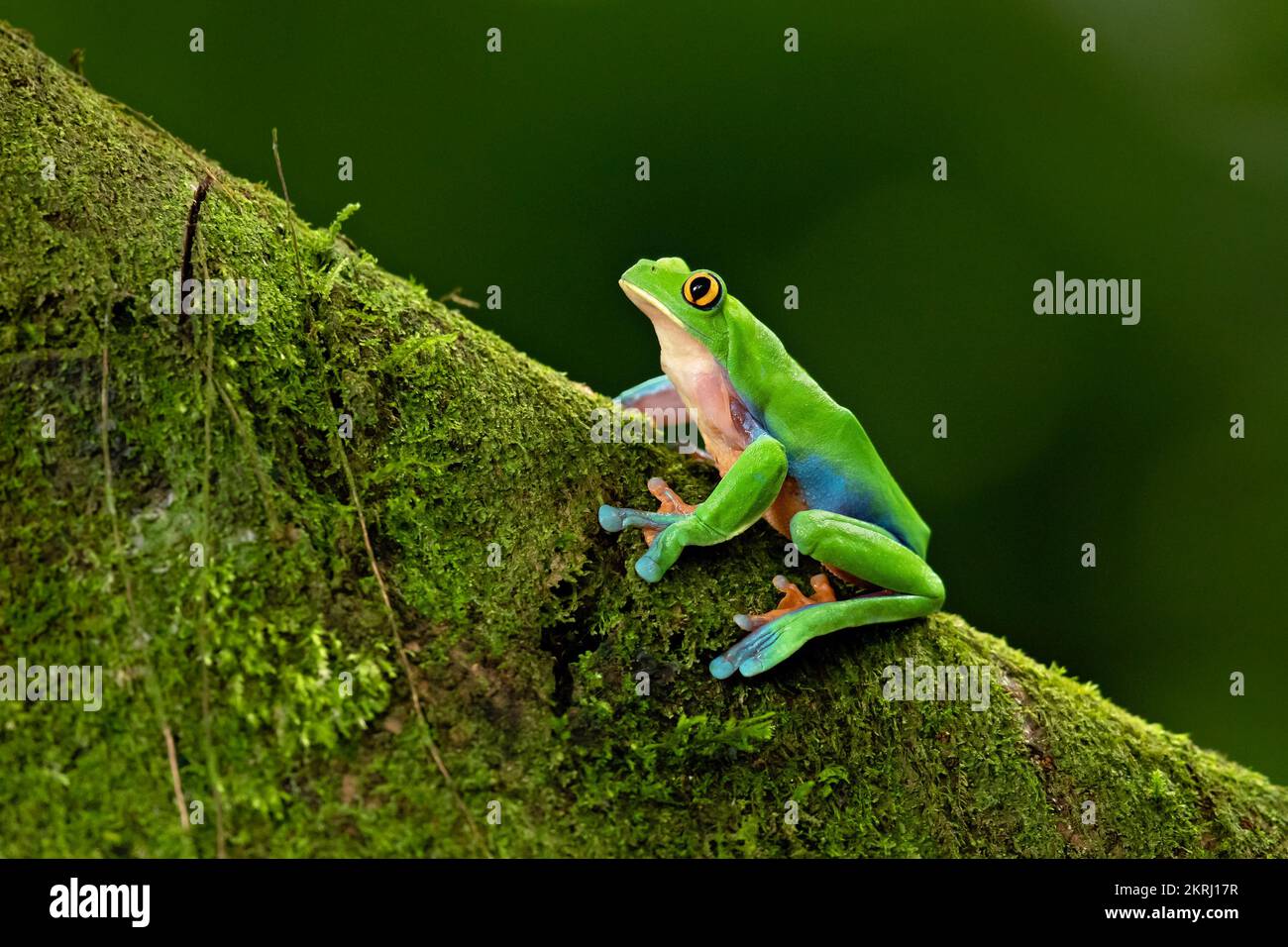 Frog shadow leaf hi-res stock photography and images - Alamy
