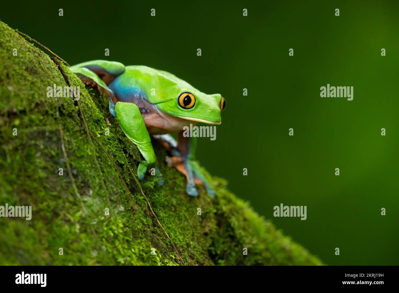 Blue-sided leaf frog Stock Photo - Alamy