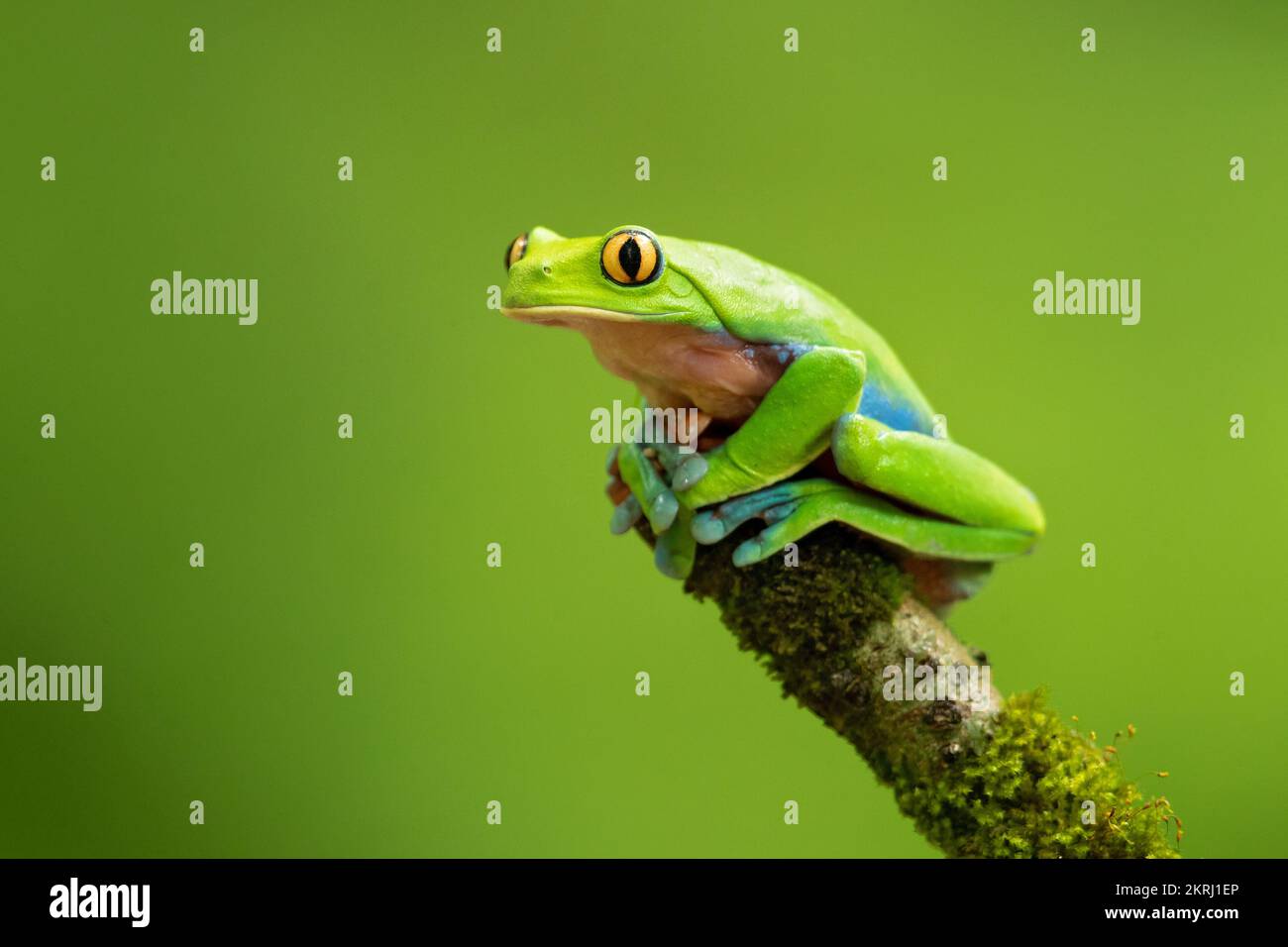 Blue-sided leaf frog Stock Photo - Alamy