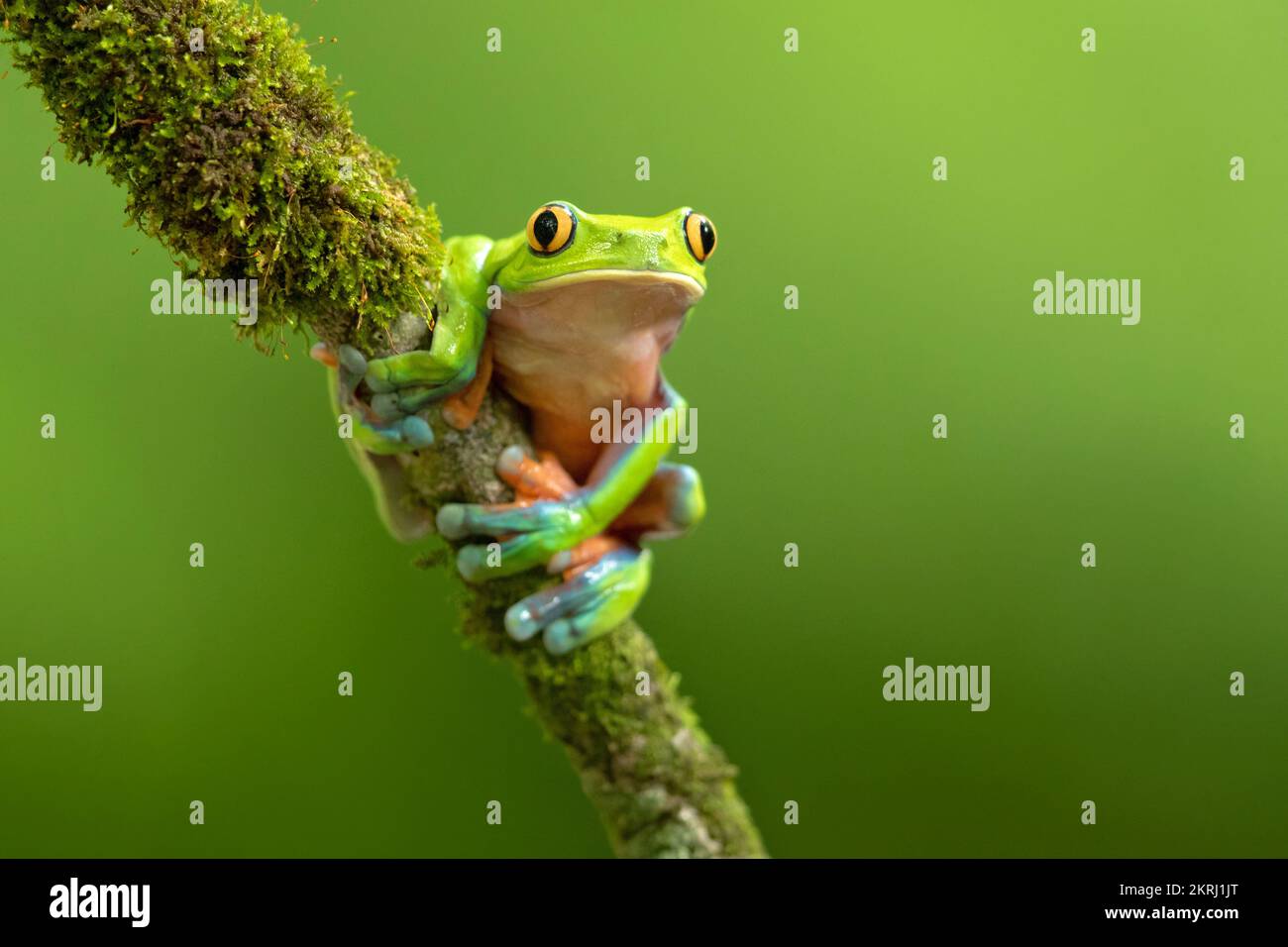Frog shadow photography hi-res stock photography and images - Alamy