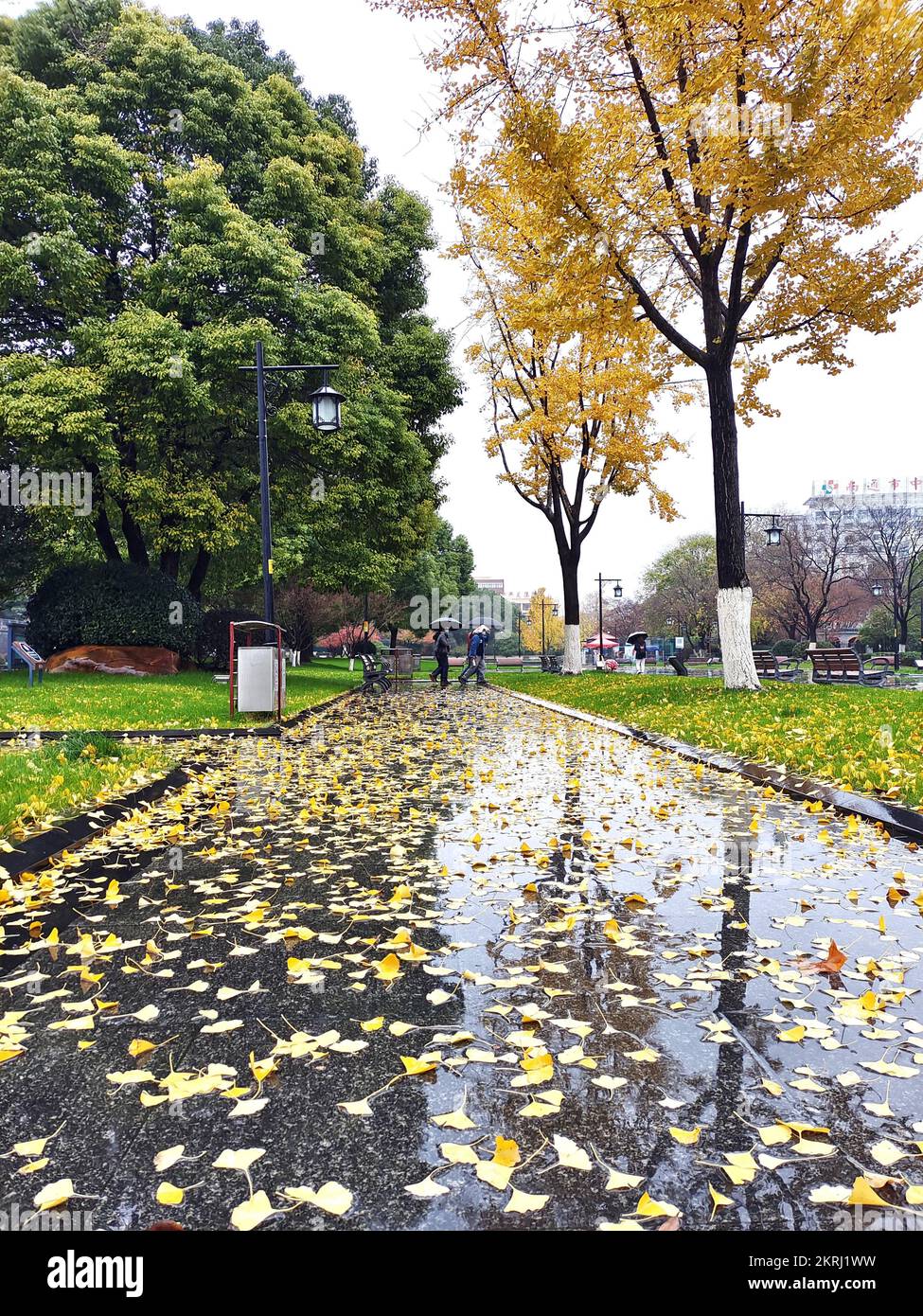 Leaves fell all over the ground after the cold wave in Nantong City ...