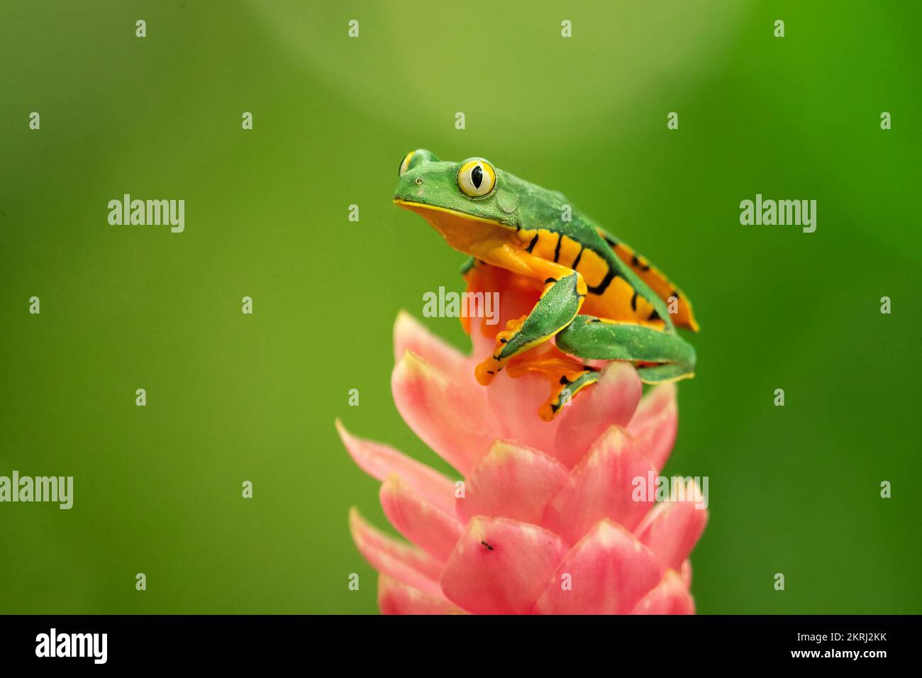 Splendid leaf frog Stock Photo - Alamy