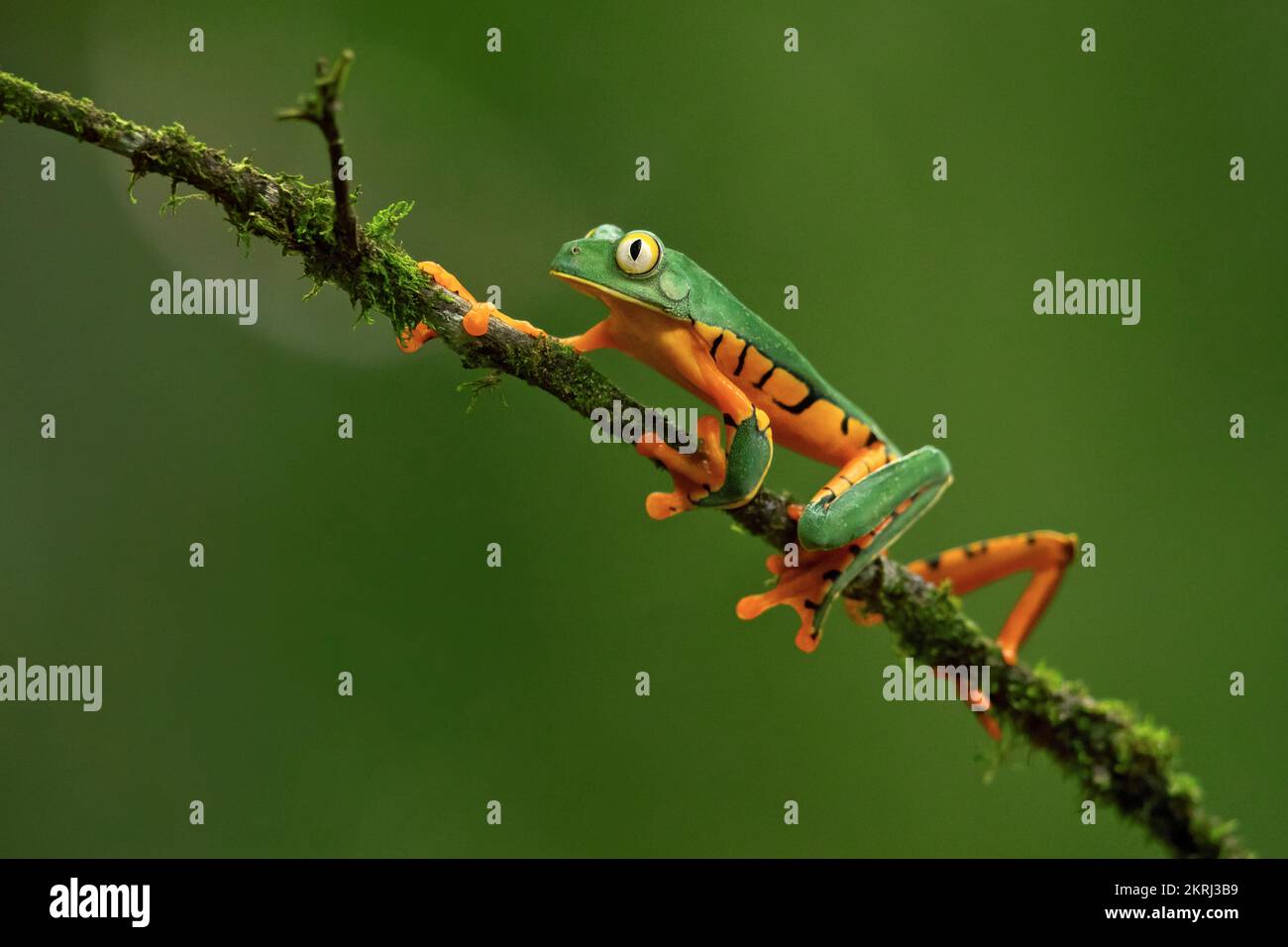 Splendid leaf frogs hi-res stock photography and images - Alamy