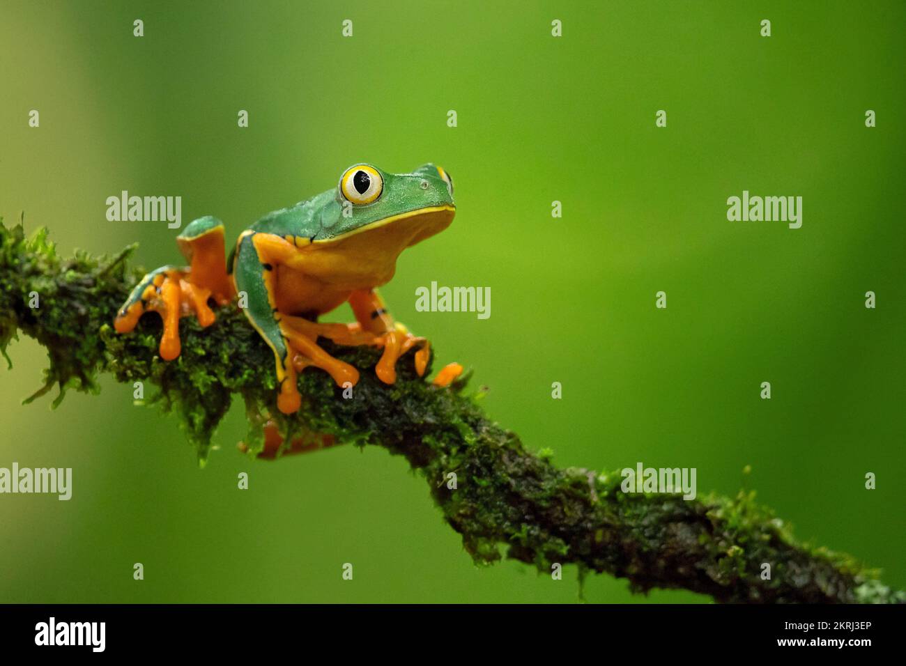 Splendid leaf frog Stock Photo - Alamy