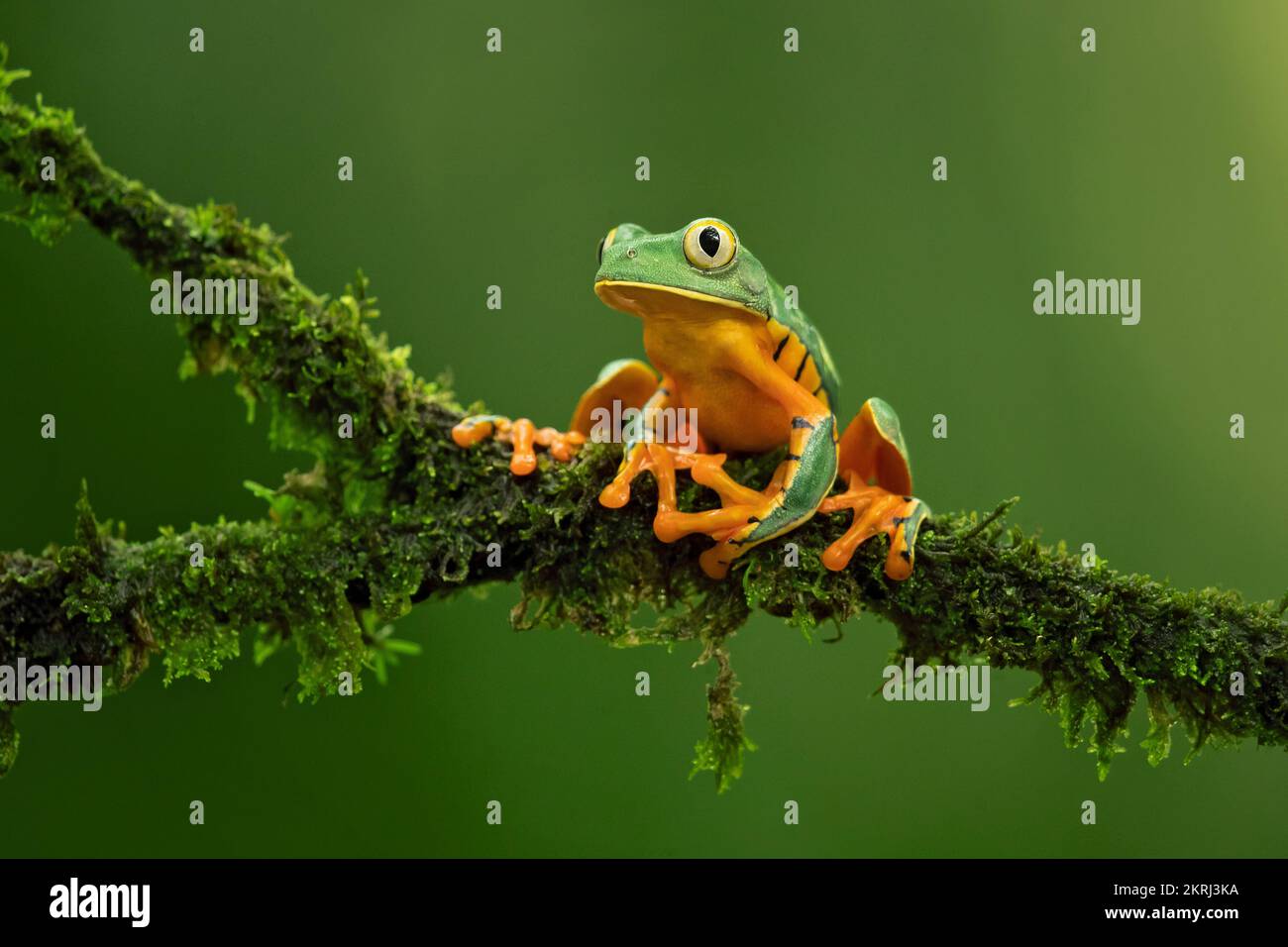 Splendid leaf frog Stock Photo - Alamy