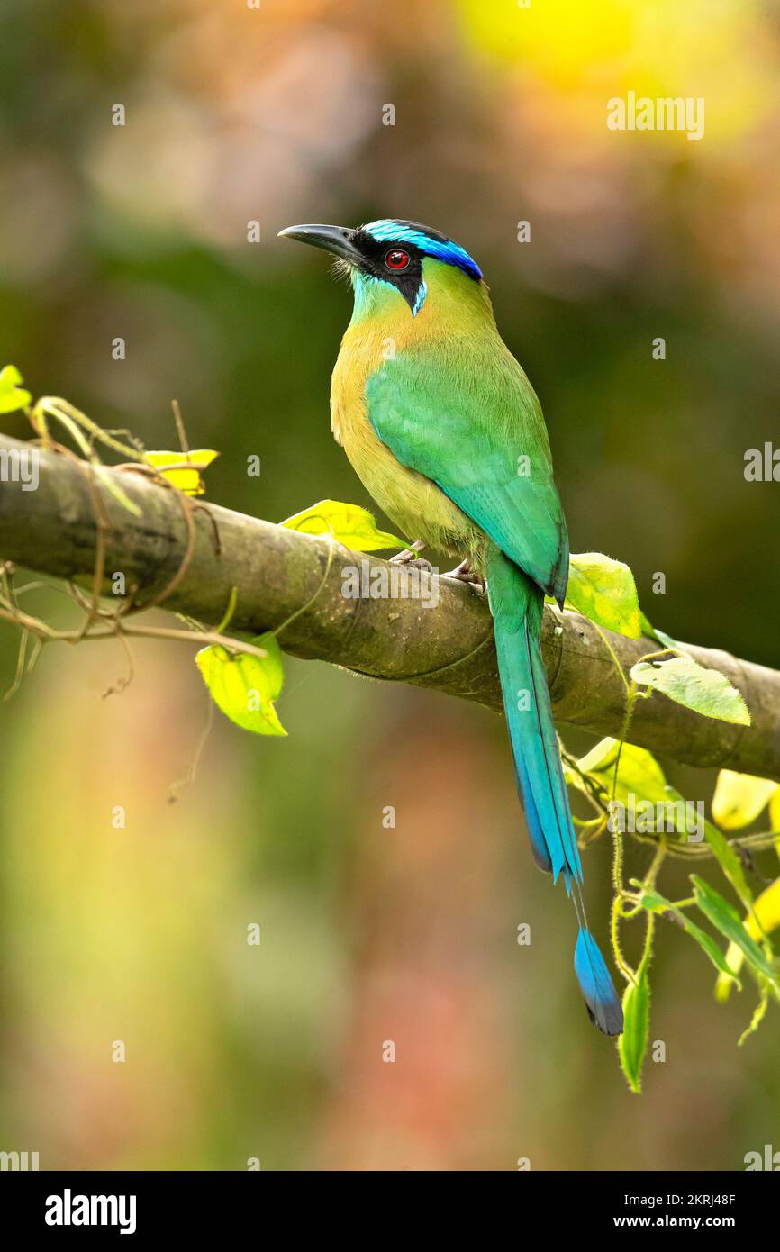 Lessons motmot momotus lessonii hi-res stock photography and images - Alamy