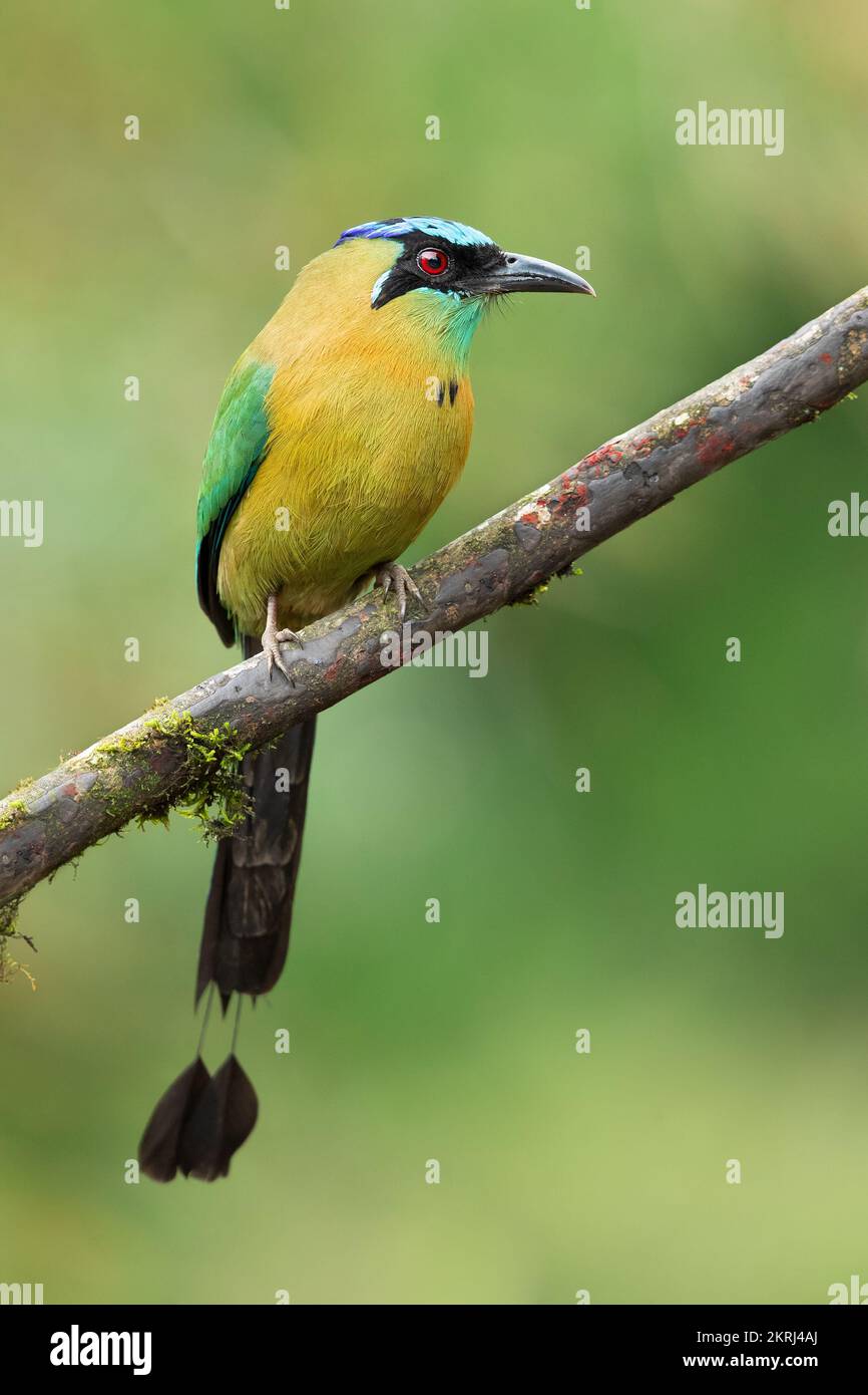 Lessons motmot momotus lessonii hi-res stock photography and images - Alamy