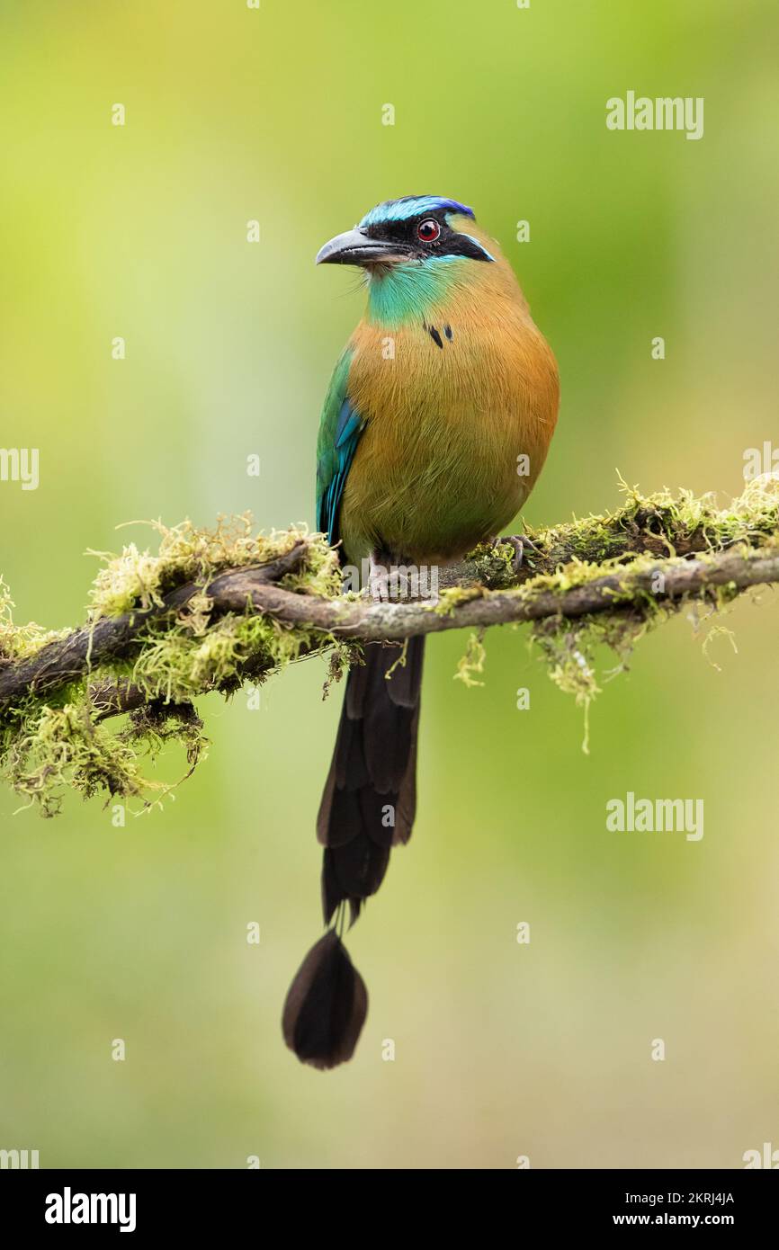 Motmot panama hi-res stock photography and images - Alamy