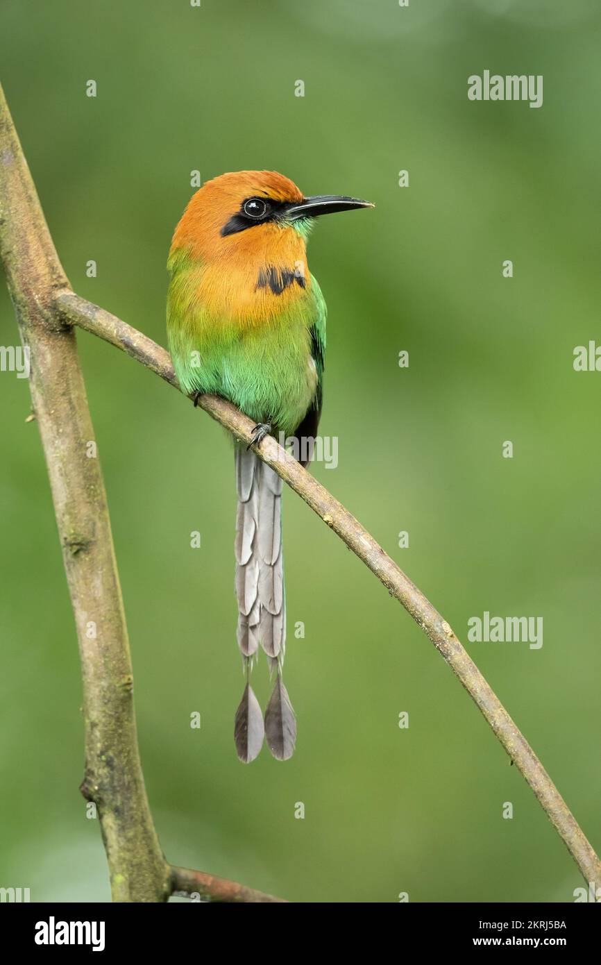 Motmot tail hi-res stock photography and images - Alamy