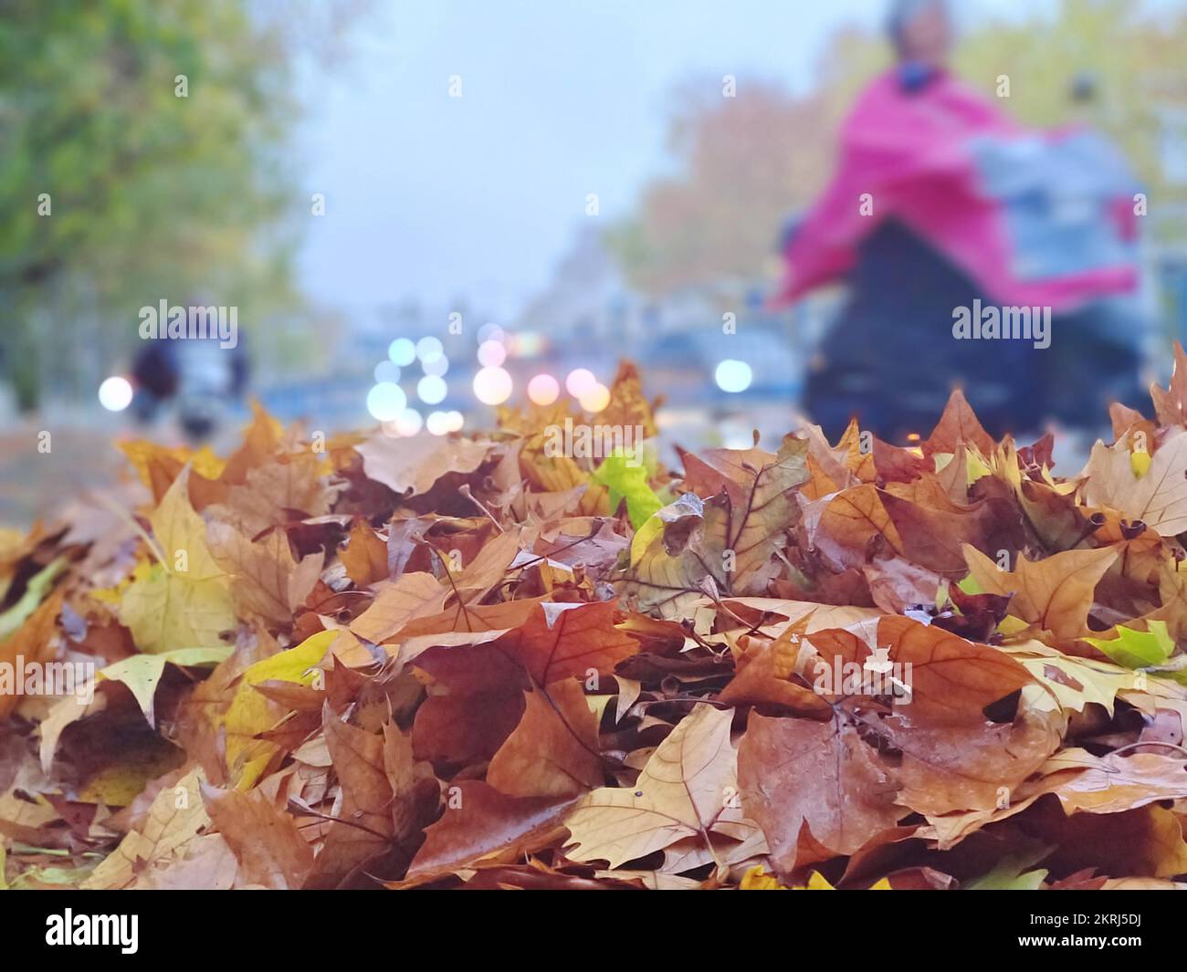 Leaves fell all over the ground after the cold wave in Nantong City ...