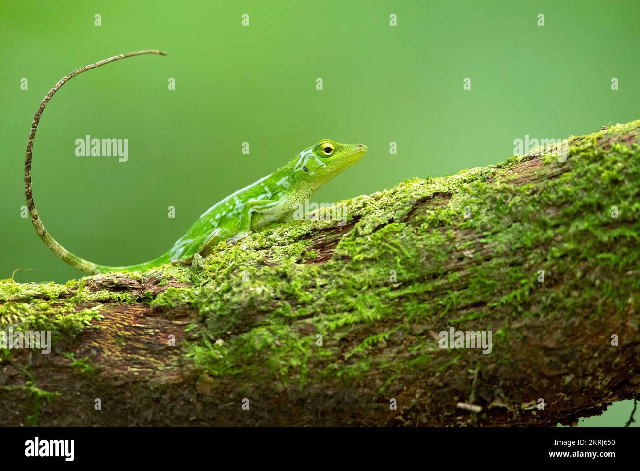 Neotropical green anole Stock Photo - Alamy