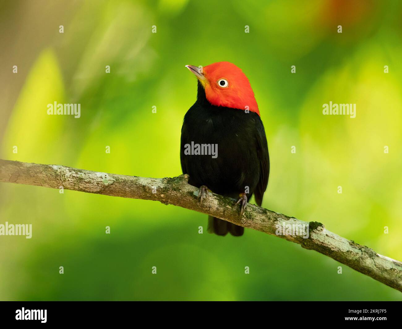 Red capped manakin ceratopipra mentalis hi-res stock photography and images - Alamy