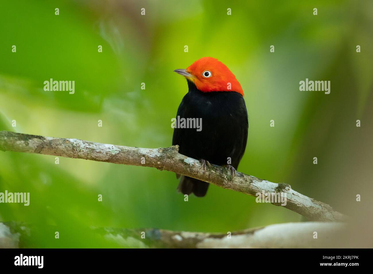 Red capped manakin ceratopipra mentalis hi-res stock photography and images - Alamy