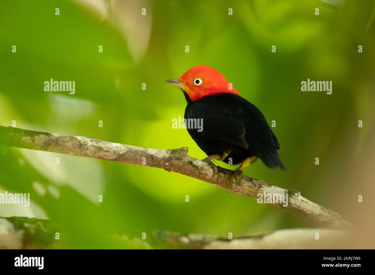 Red capped manakin ceratopipra mentalis hi-res stock photography and ...
