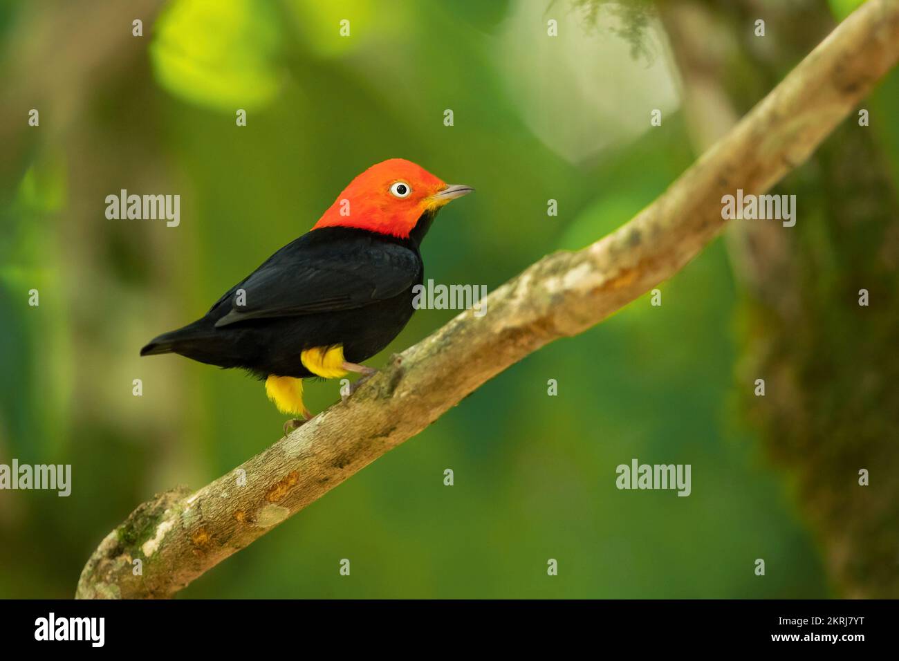Black and yellow manakin hi-res stock photography and images - Alamy
