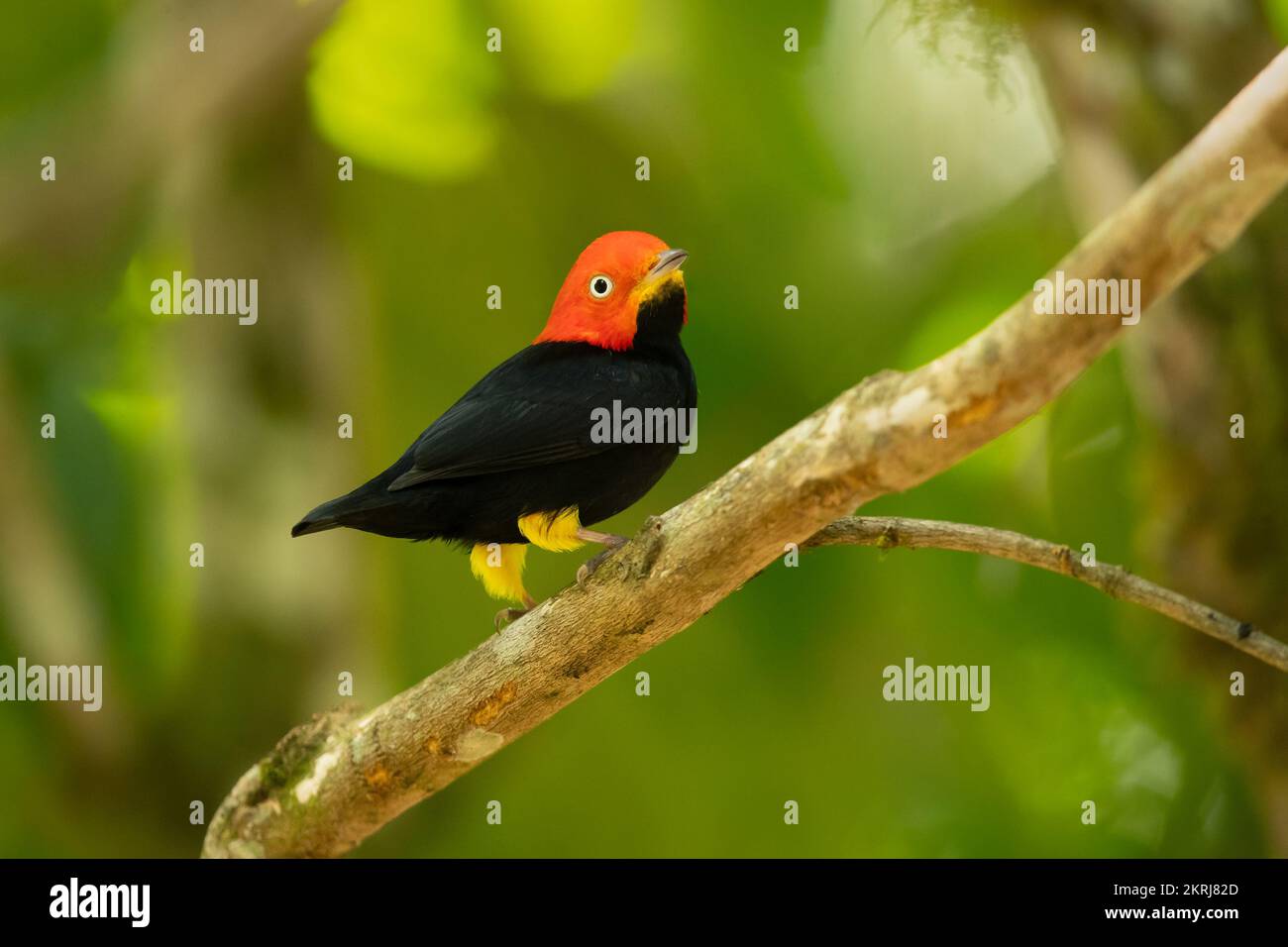 Red capped manakin hi-res stock photography and images - Alamy