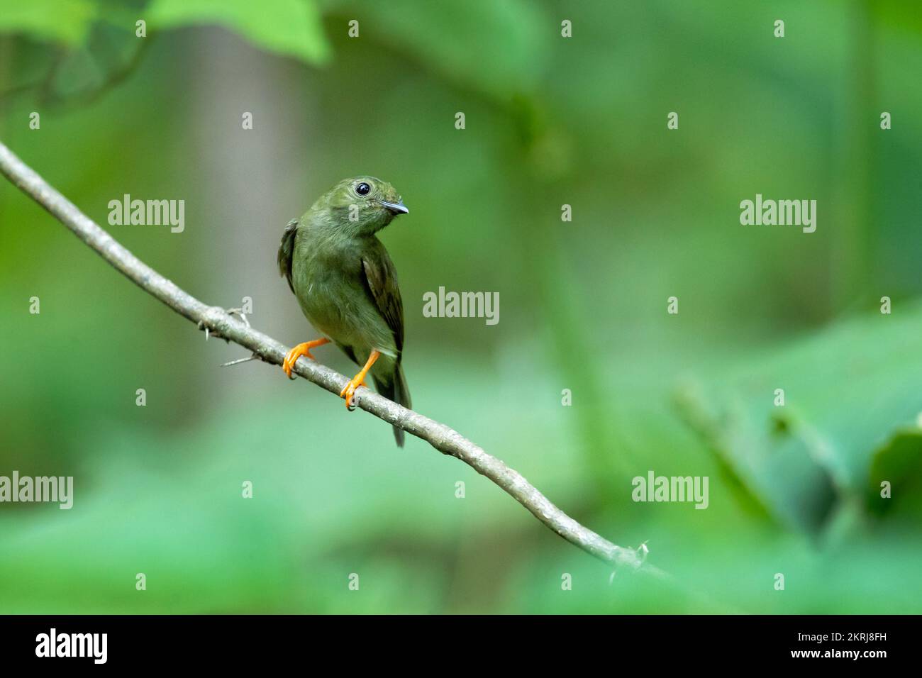 Manakin bird hi-res stock photography and images - Alamy