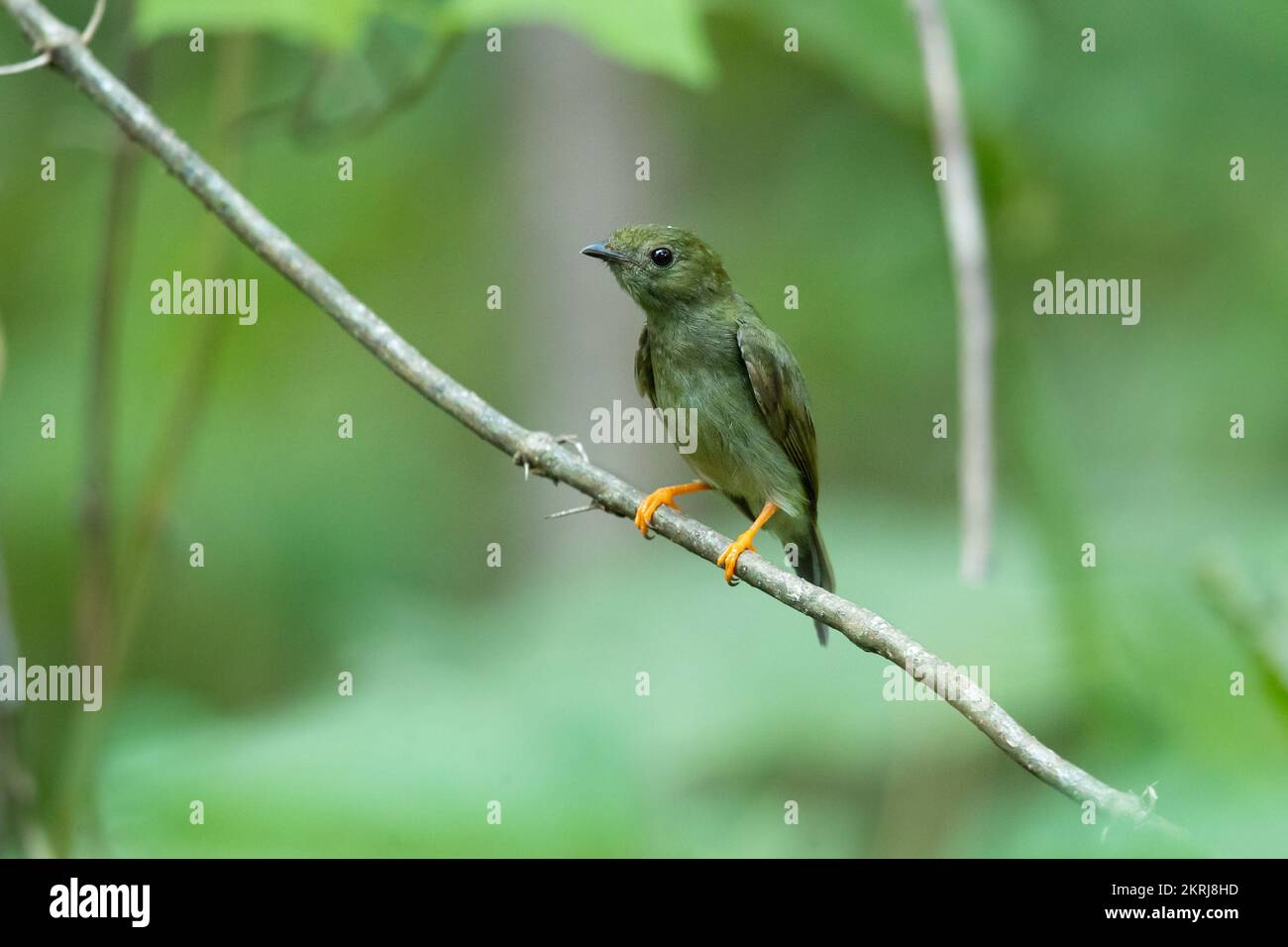 Cute manakin hi-res stock photography and images - Alamy