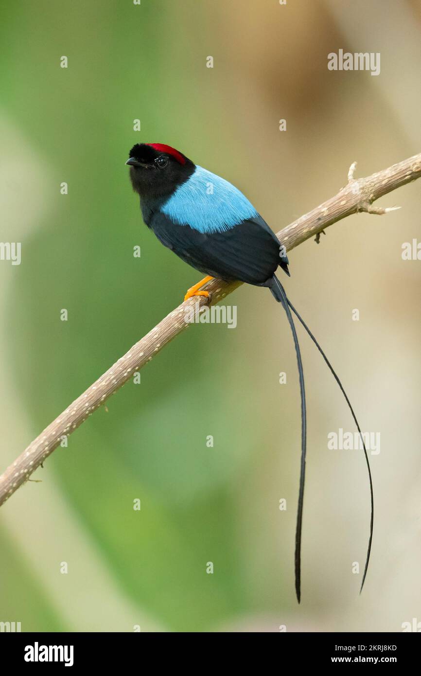 Cute manakin hi-res stock photography and images - Alamy