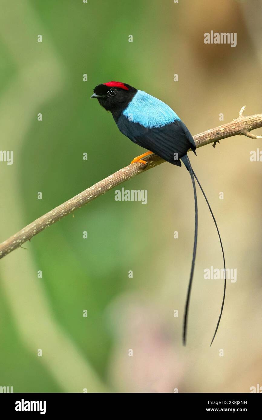 Cute manakin hi-res stock photography and images - Alamy