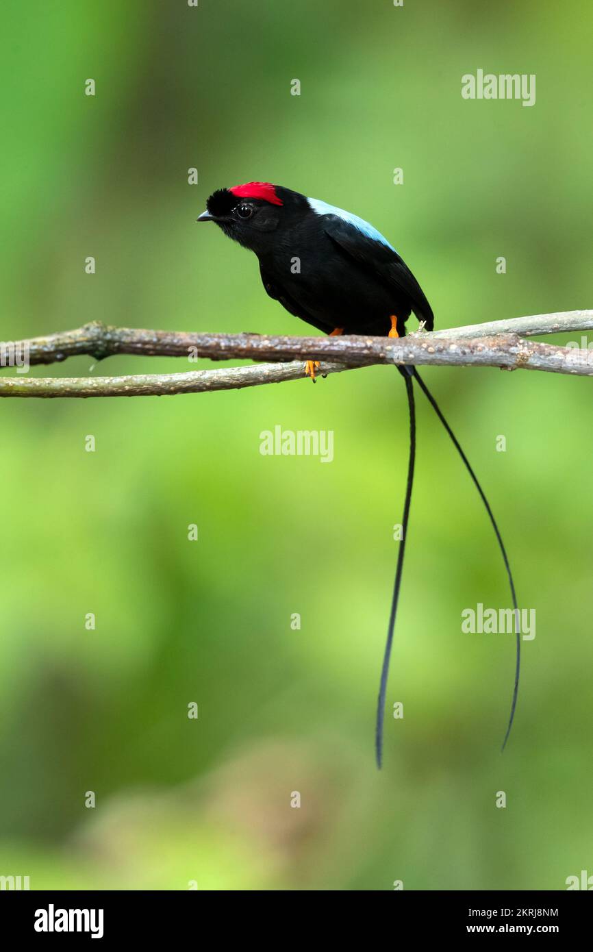 Cute manakin hi-res stock photography and images - Alamy