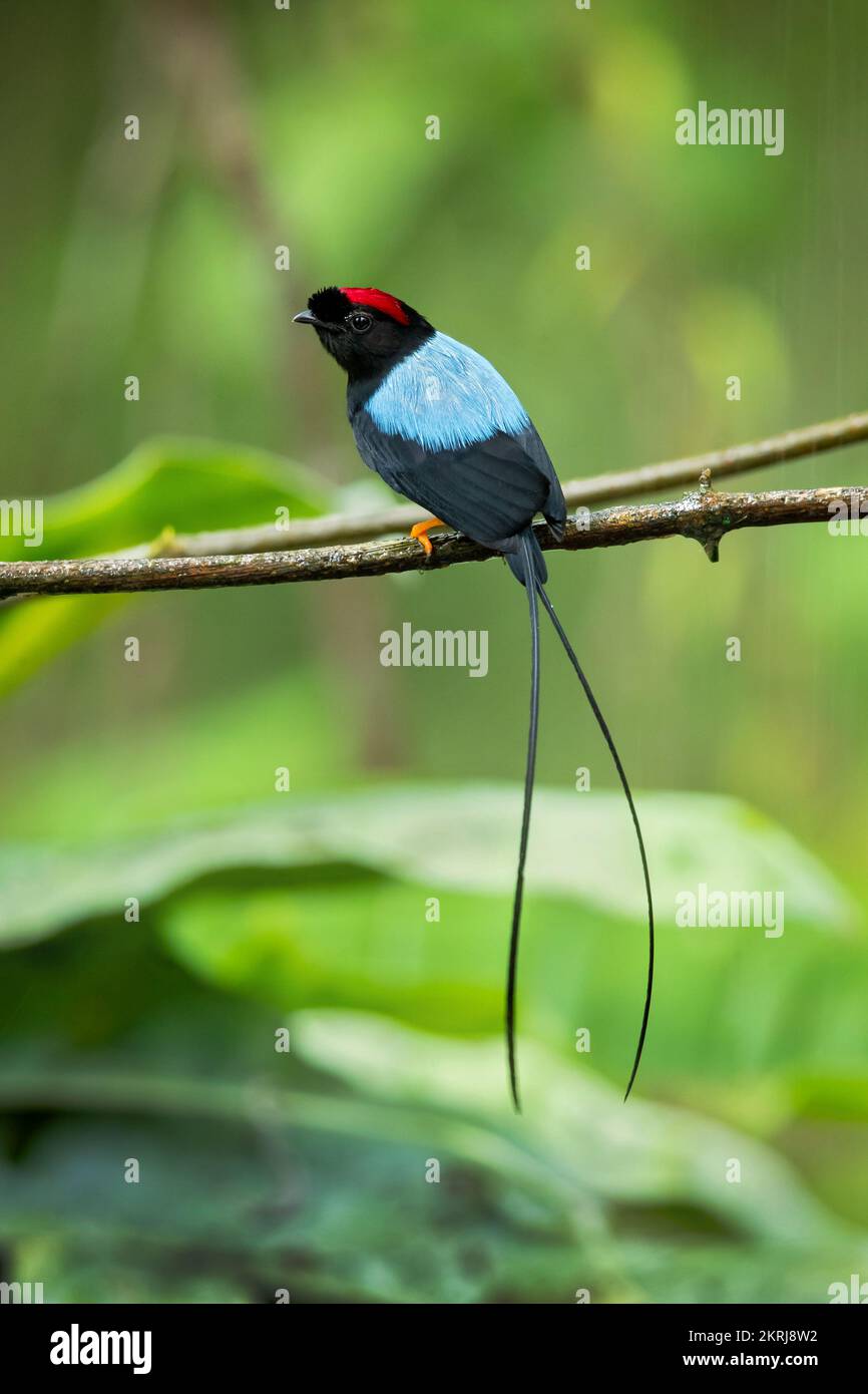 Cute manakin hi-res stock photography and images - Alamy