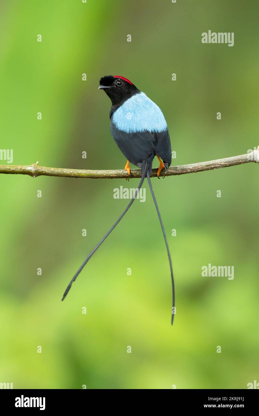 Manakin hi-res stock photography and images - Alamy