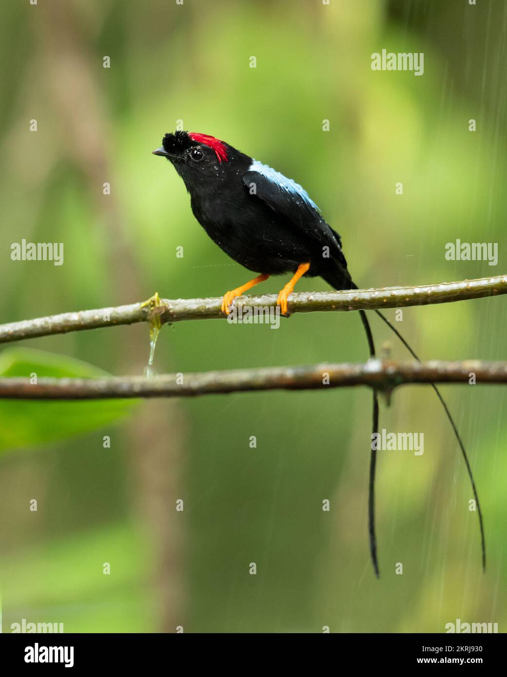 Manakin hi-res stock photography and images - Alamy