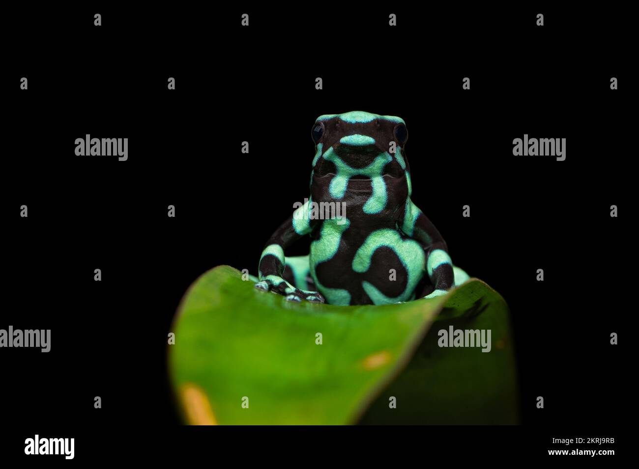 Green and black poison dart frog Stock Photo - Alamy