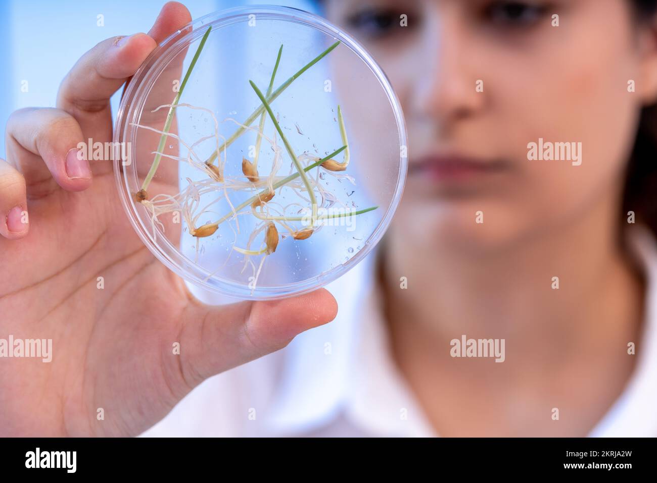 food quality inspection laboratory young woman examine wheat sprouts ...
