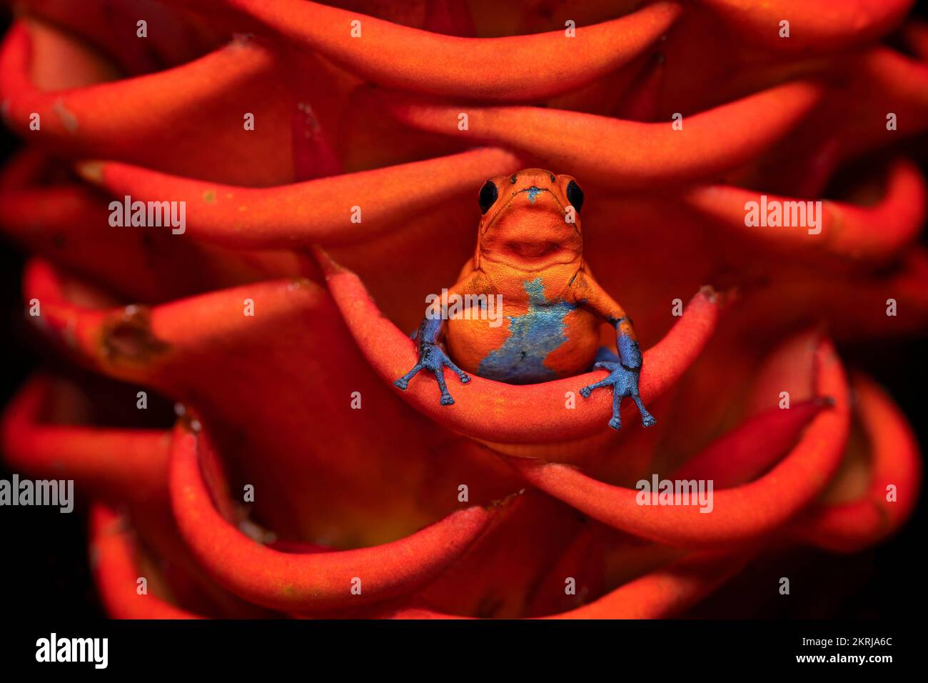 Strawberry poison frog, strawberry poison-dart frog or blue jeans ...