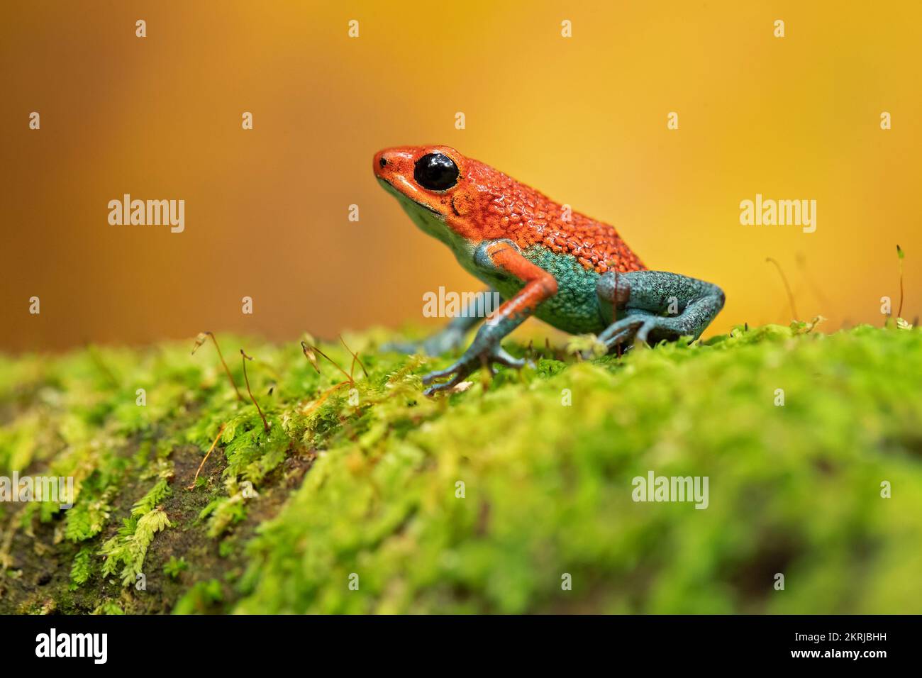 Granular poison frog Stock Photo - Alamy