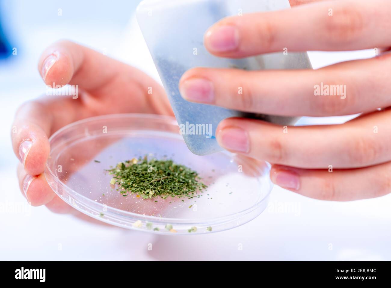 food quality inspection laboratory checking the content of herbal tea ...