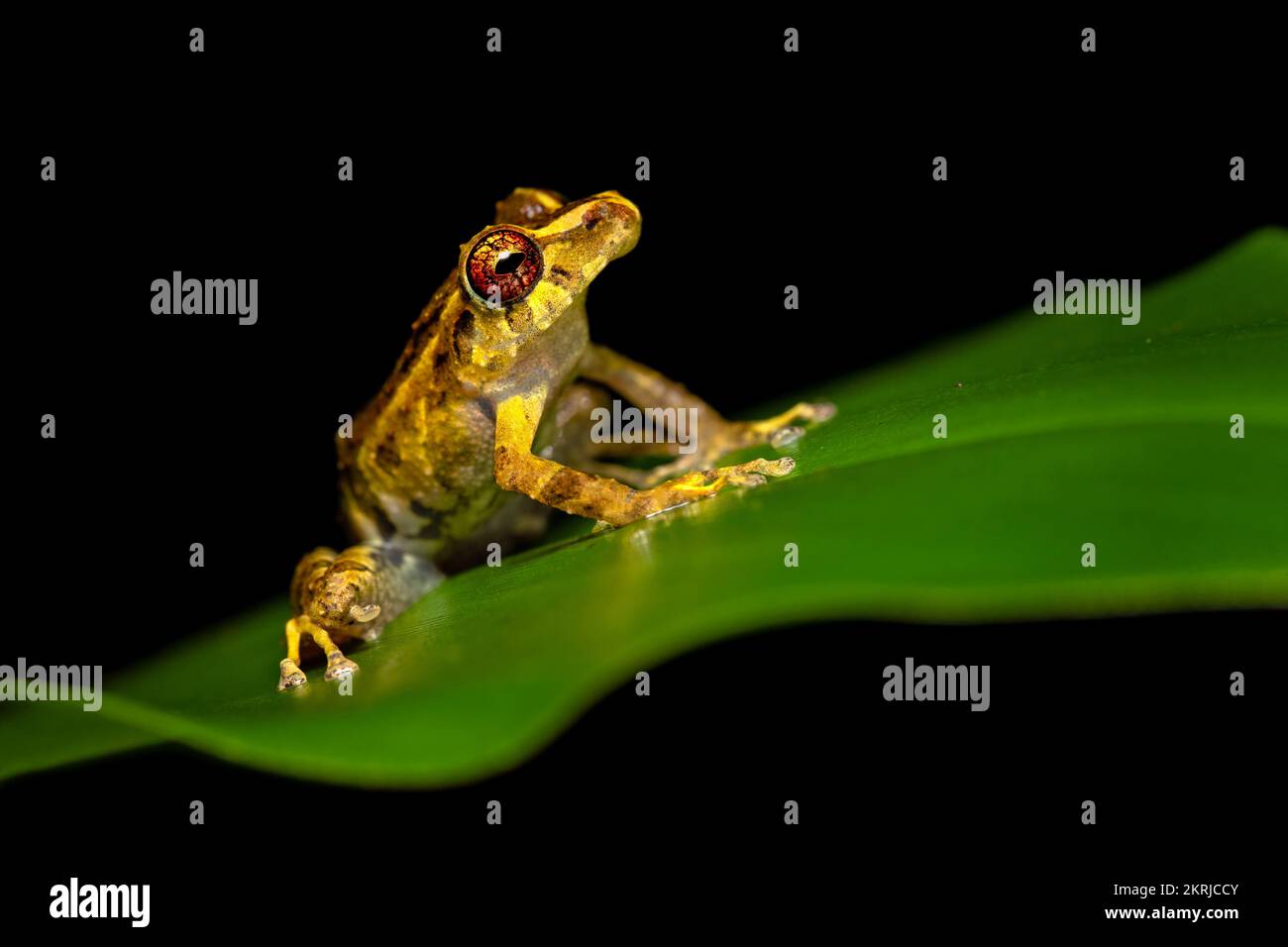 Chiriqui robber frog Stock Photo - Alamy