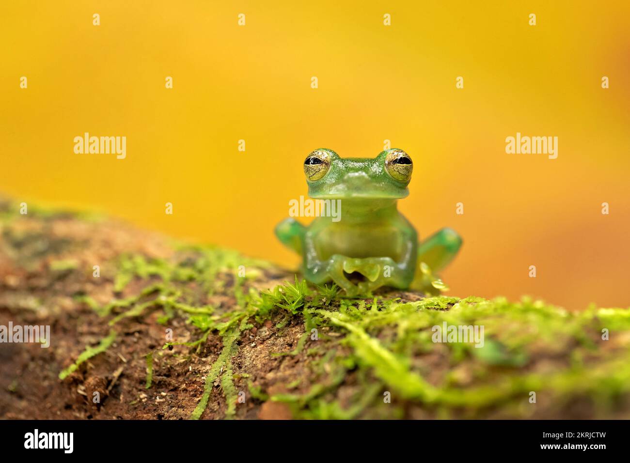 Emerald glass frog Stock Photo - Alamy