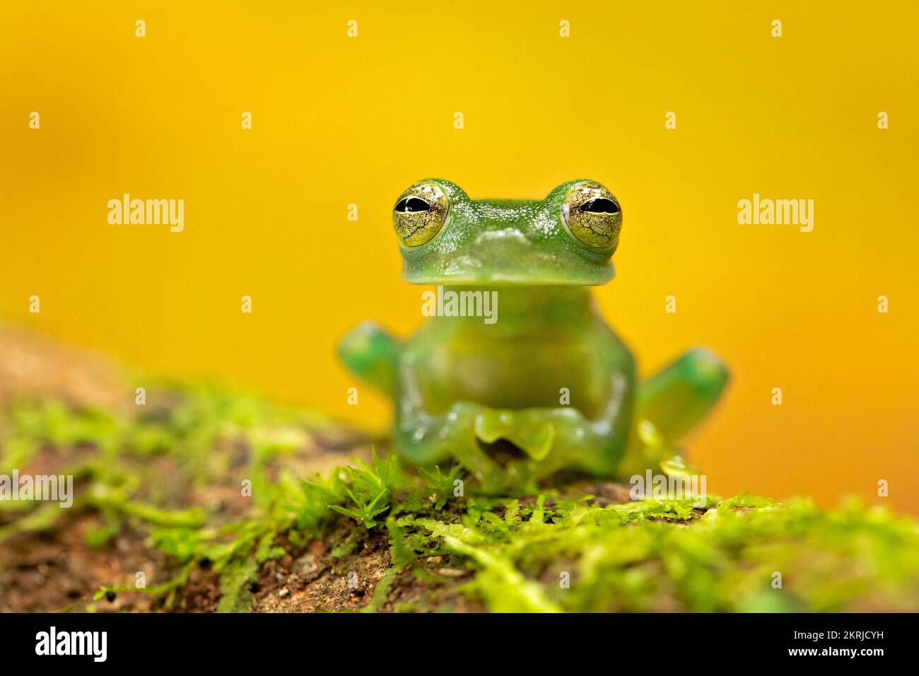 Emerald glass frog Stock Photo - Alamy