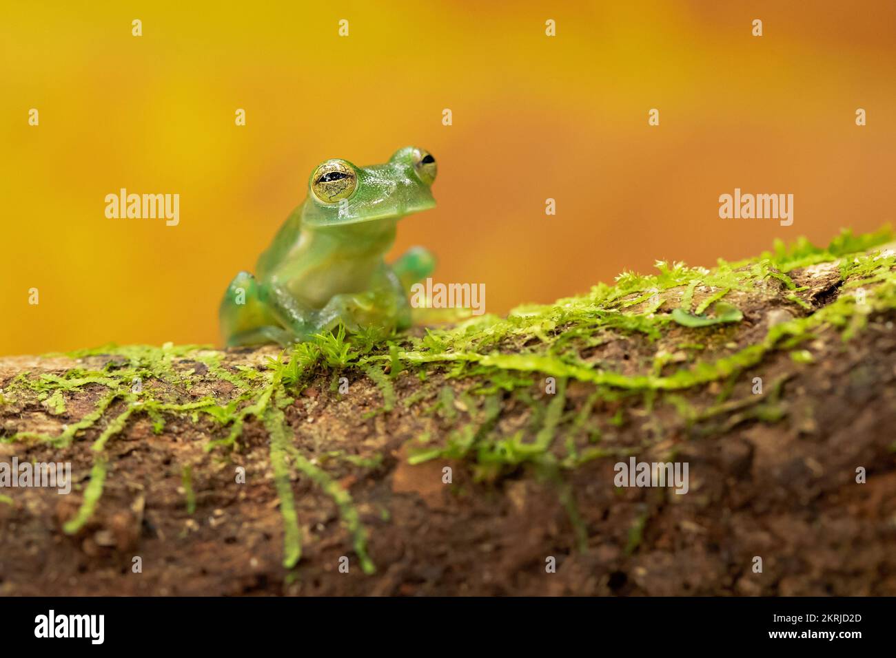 Emerald glass frog Stock Photo - Alamy