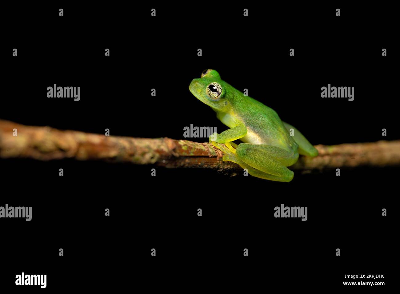 Spiny Cochran frog Stock Photo - Alamy