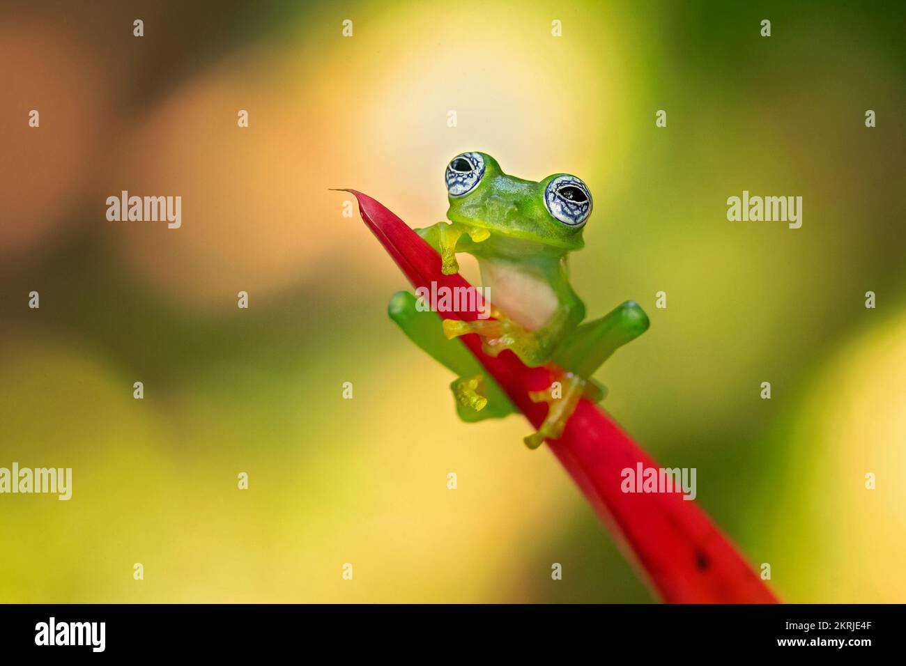 Limon giant glass frog Stock Photo - Alamy