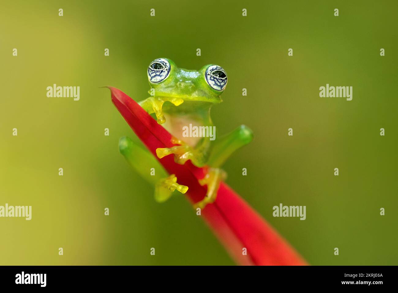 Limon giant glass frog Stock Photo - Alamy