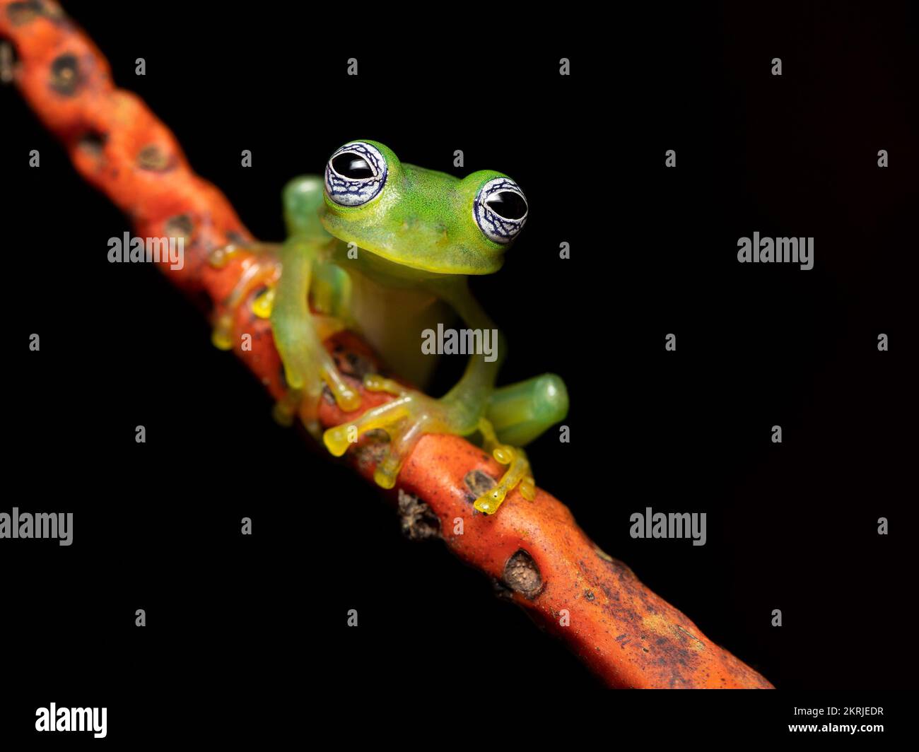 Limon giant glass frog hi-res stock photography and images - Alamy