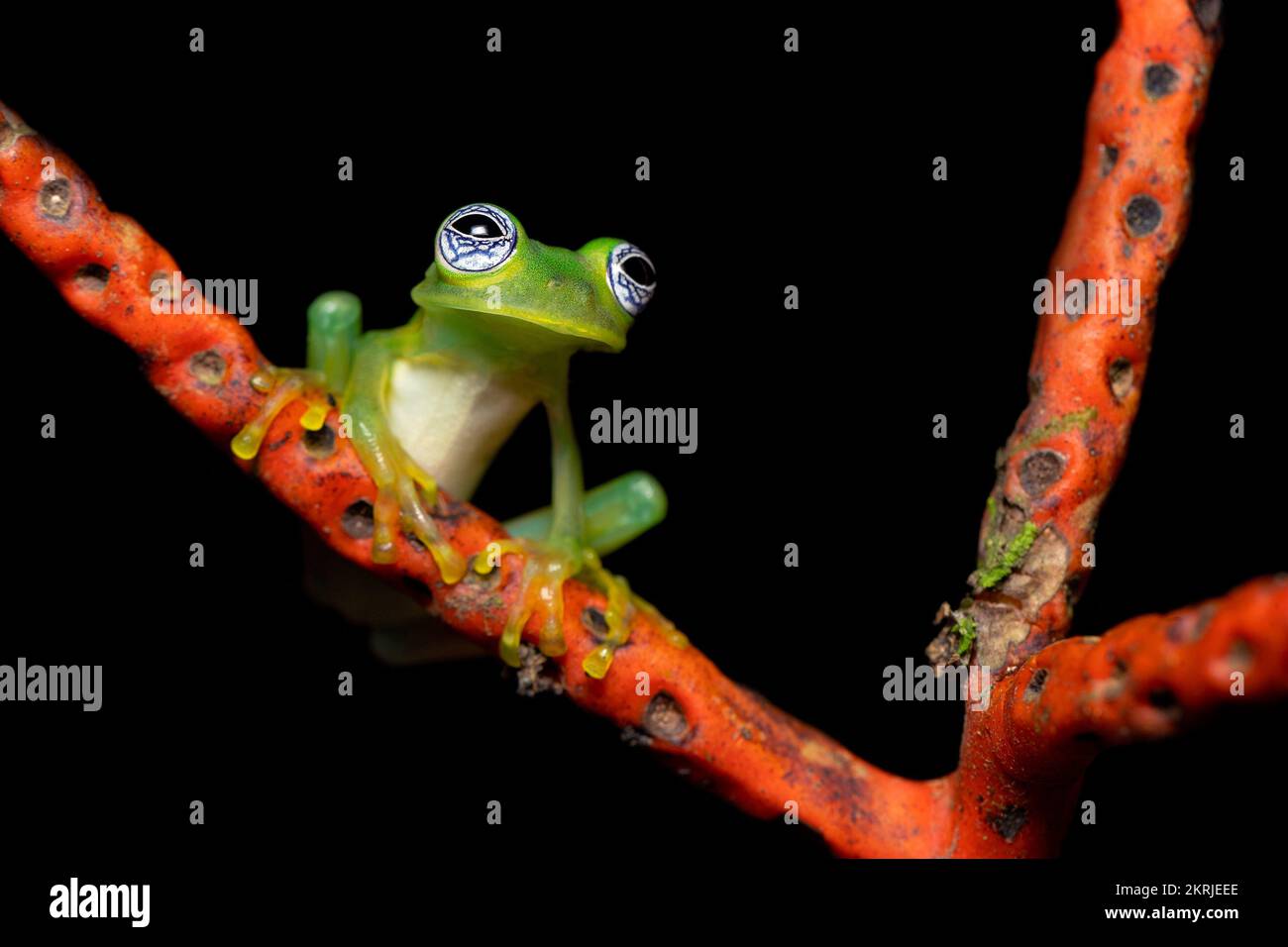 Limon giant glass frog Stock Photo - Alamy