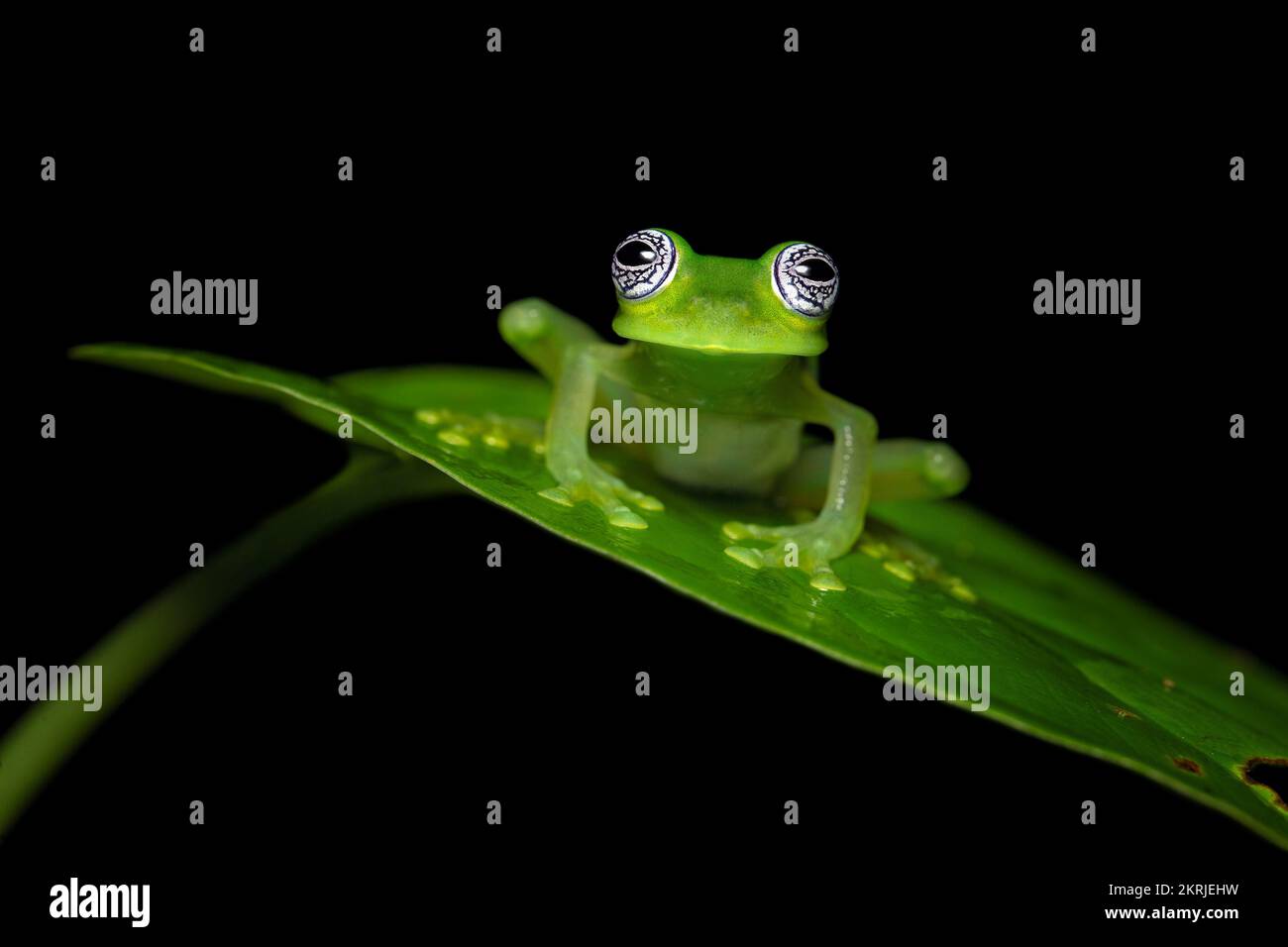 Limon giant glass frog Stock Photo - Alamy